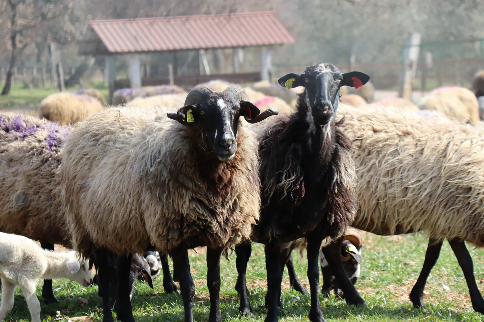 Najavljujemo 24. savjetovanje uzgajivača ovaca i koza u Republici ...